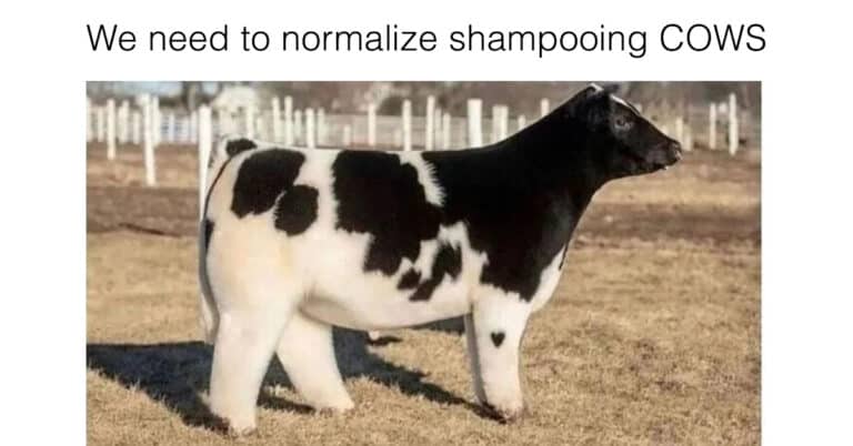 30 Funny Farm Animal Memes From The Barnyard