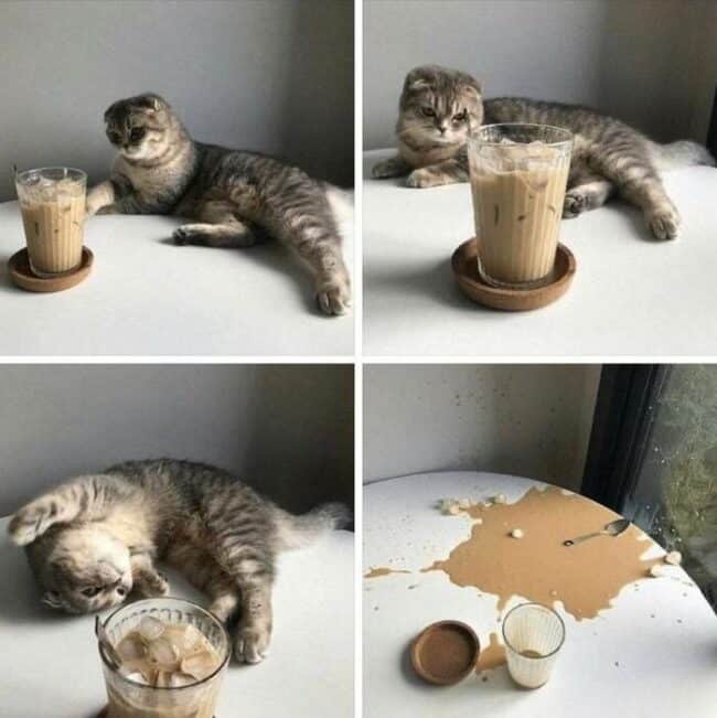 35 Funny Pictures For That Brief Window Before Your Day Actually Starts
