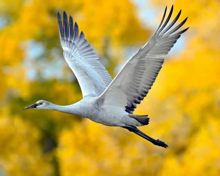 25 Incredible Wildlife Photos Showing Off The Living Beauty Of Our ...