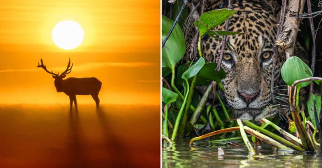 25 Incredible Wildlife Photos Showing Off The Living Beauty Of Our ...