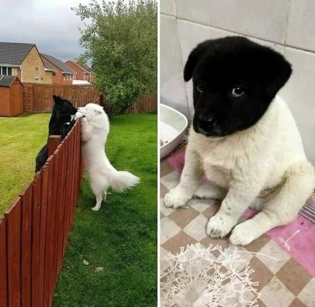 40 Random Animal Pictures From This Week To Help You Dissociate For ...