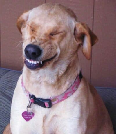 25 Smiling Dogs To Remind You To Smile Today