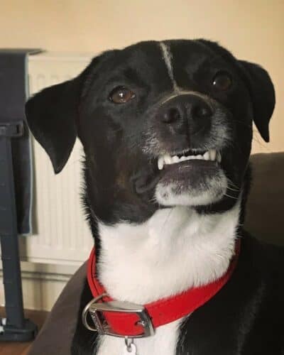 25 Smiling Dogs To Remind You To Smile Today