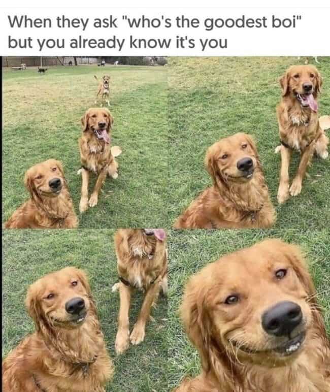 35 Wholesome Dog Memes That Had Us Wagging Our Tails This Week (January ...