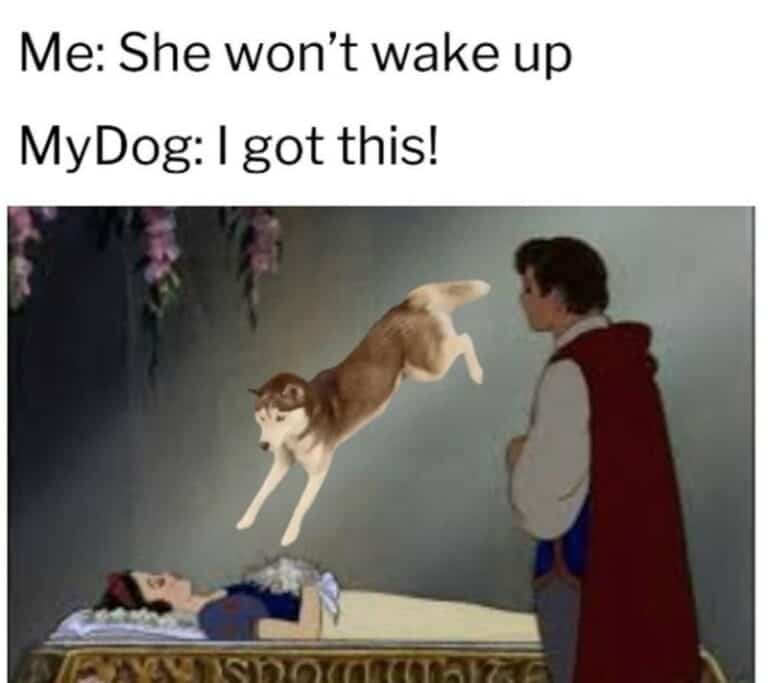 35 Wholesome Dog Memes That Had Us Wagging Our Tails This Week (January ...