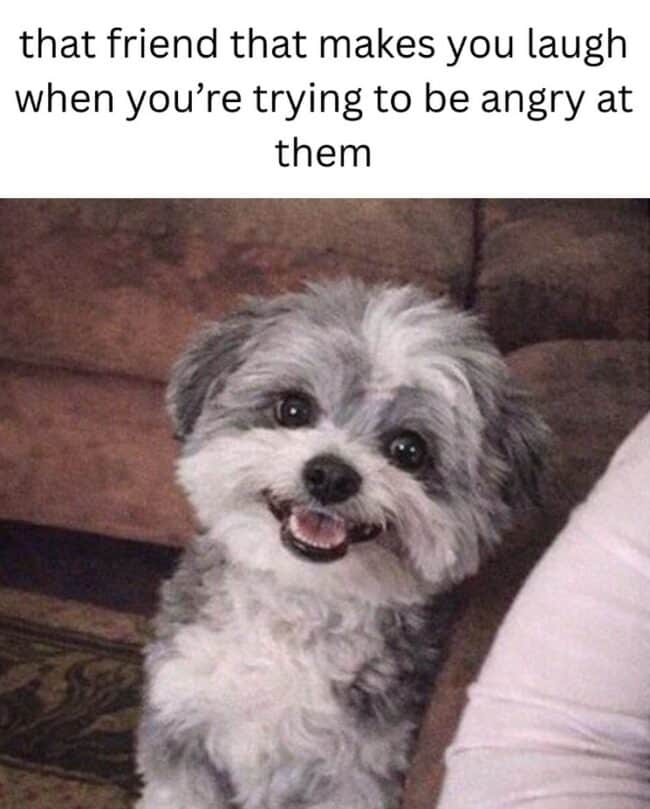 35 Wholesome Dog Memes That Had Us Wagging Our Tails This Week (January ...