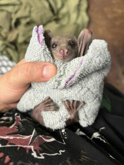 35 Adorable Pictures Of Bats From This Sanctuary That Show These ...