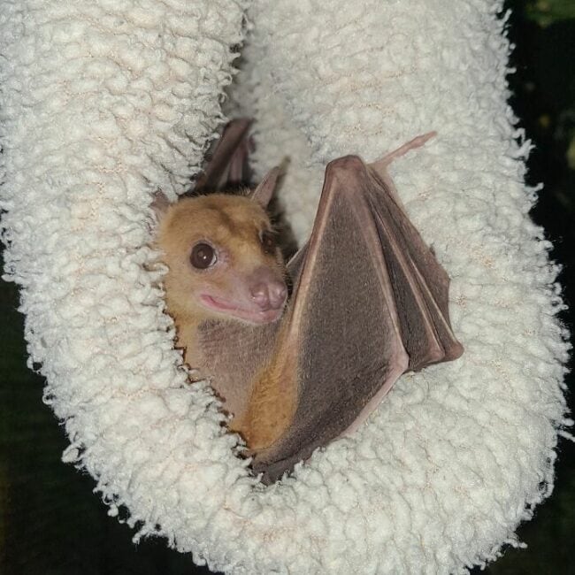 35 Adorable Pictures Of Bats From This Sanctuary That Show These ...