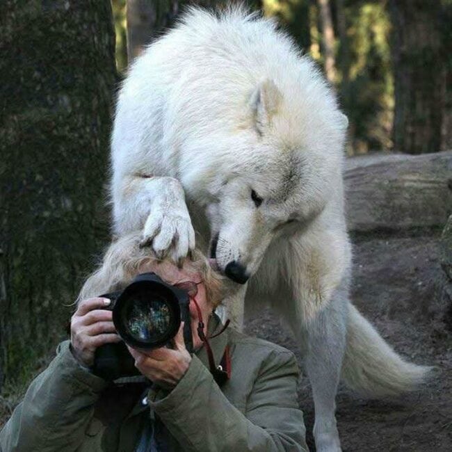 32 Curious Animals Interrupting Wildlife Photographers With Perfect ...