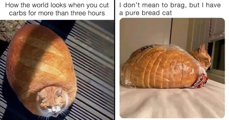 25 Cat Loaf Memes That Are Pure Bread Perfection