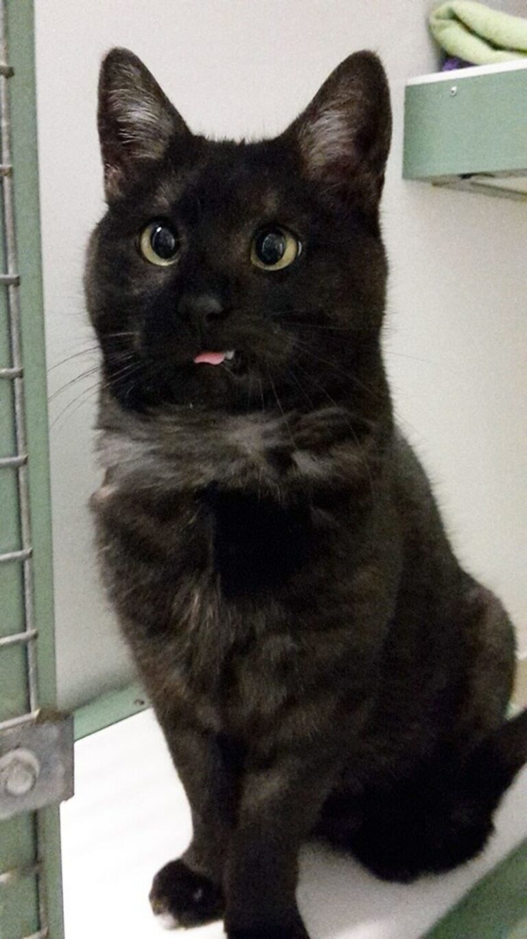 30 Derpy Cat Pictures That Are Accidentally Purrfect