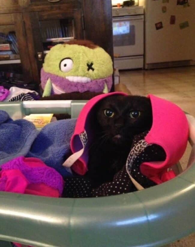 30 Derpy Cat Pictures That Are Accidentally Purrfect