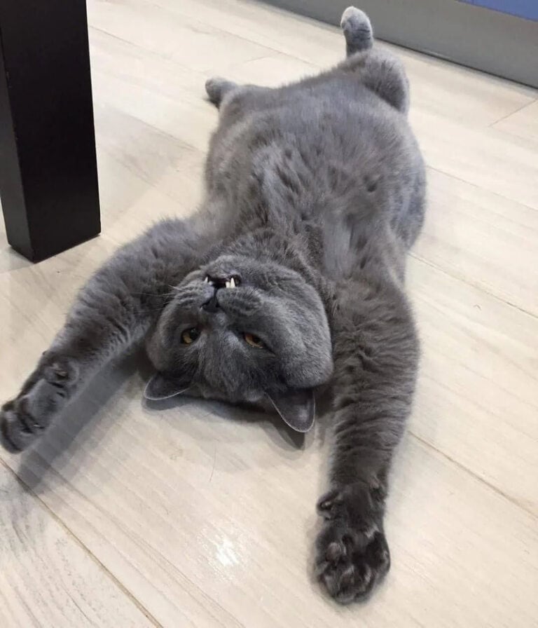 30 Derpy Cat Pictures That Are Accidentally Purrfect