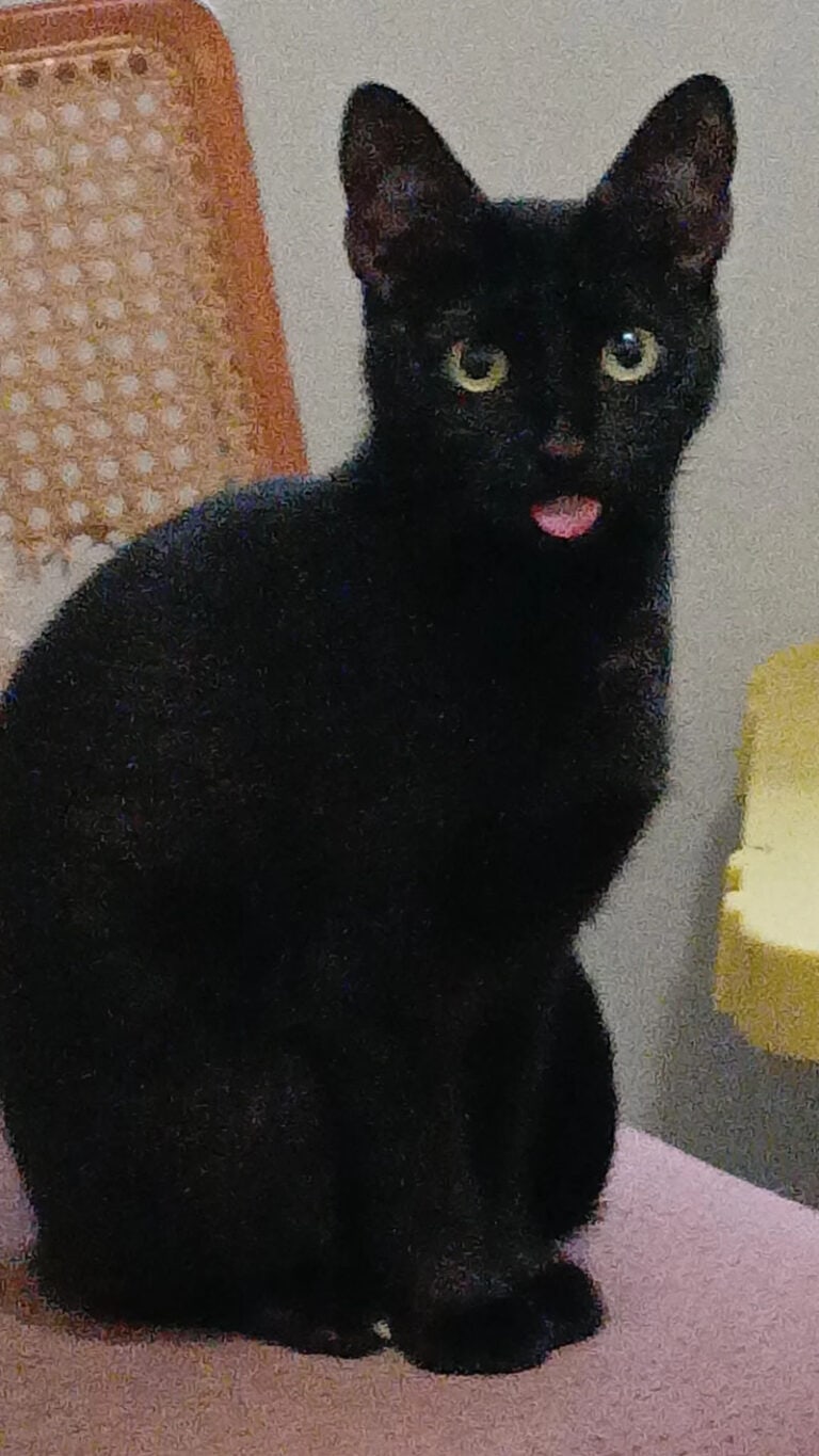 30 Derpy Cat Pictures That Are Accidentally Purrfect