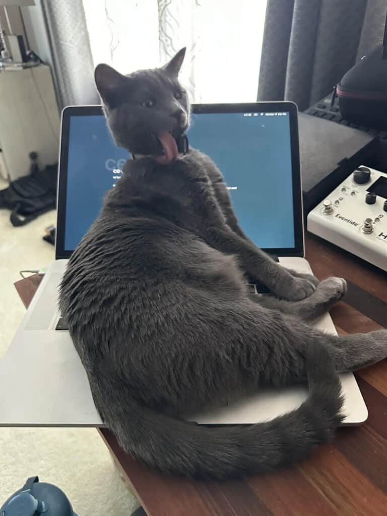30 Derpy Cat Pictures That Are Accidentally Purrfect