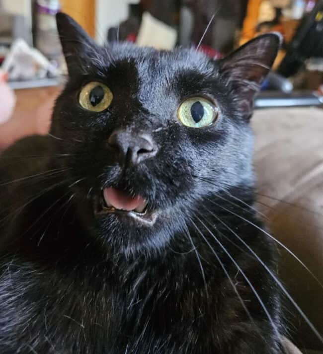 30 Derpy Cat Pictures That Are Accidentally Purrfect