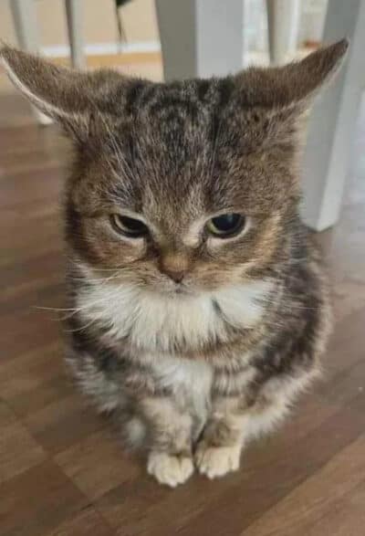 30 Derpy Cat Pictures That Are Accidentally Purrfect