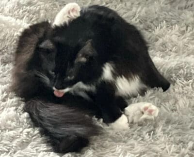 30 Derpy Cat Pictures That Are Accidentally Purrfect