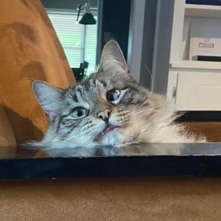 30 Derpy Cat Pictures That Are Accidentally Purrfect