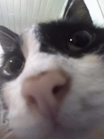 30 Derpy Cat Pictures That Are Accidentally Purrfect