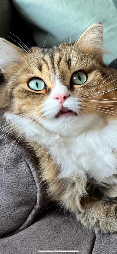 30 Derpy Cat Pictures That Are Accidentally Purrfect