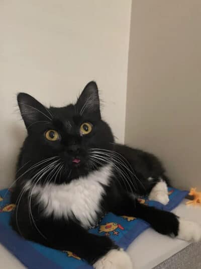 30 Derpy Cat Pictures That Are Accidentally Purrfect