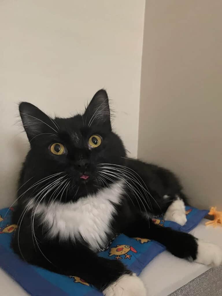 30 Derpy Cat Pictures That Are Accidentally Purrfect
