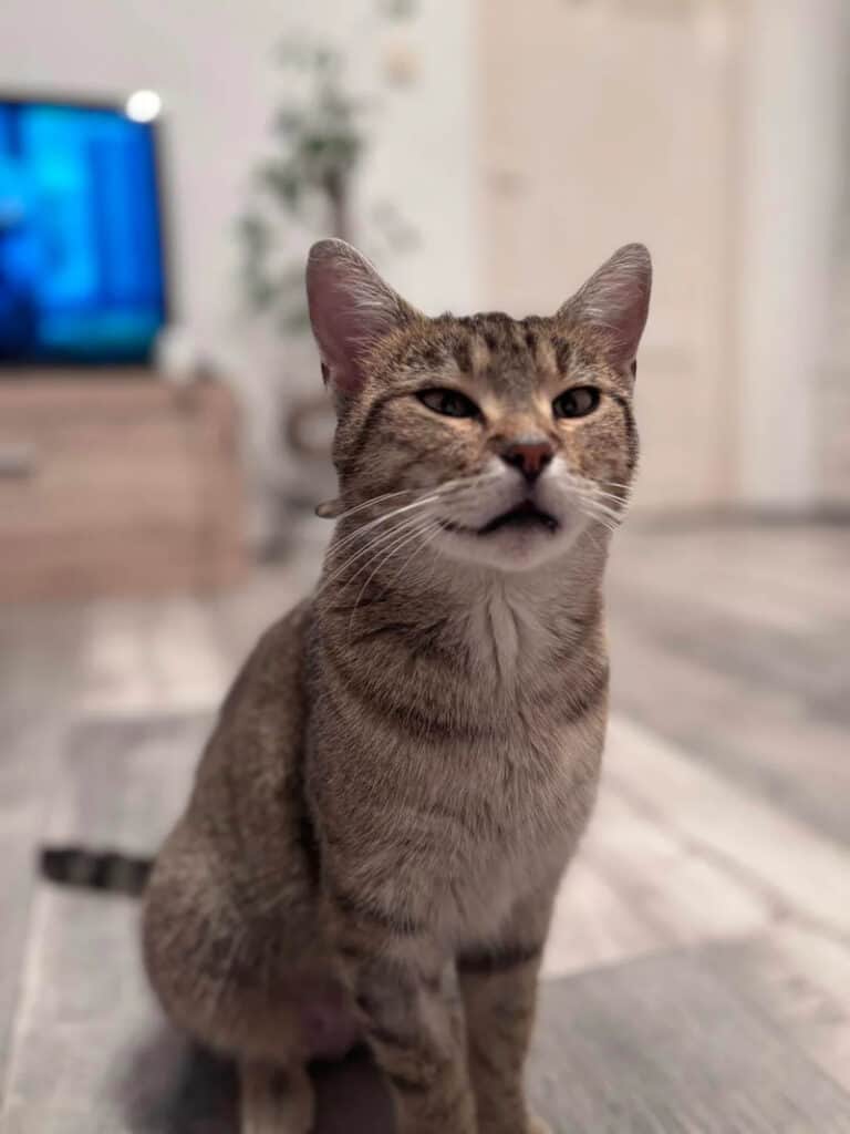 30 Derpy Cat Pictures That Are Accidentally Purrfect