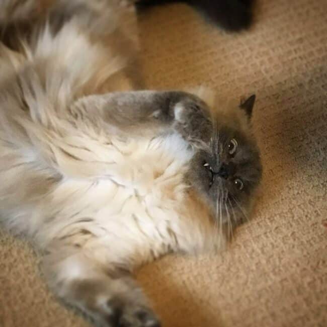 30 Derpy Cat Pictures That Are Accidentally Purrfect