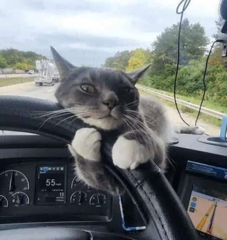 30 Derpy Cat Pictures That Are Accidentally Purrfect