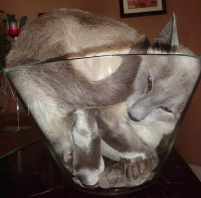30 Derpy Cat Pictures That Are Accidentally Purrfect