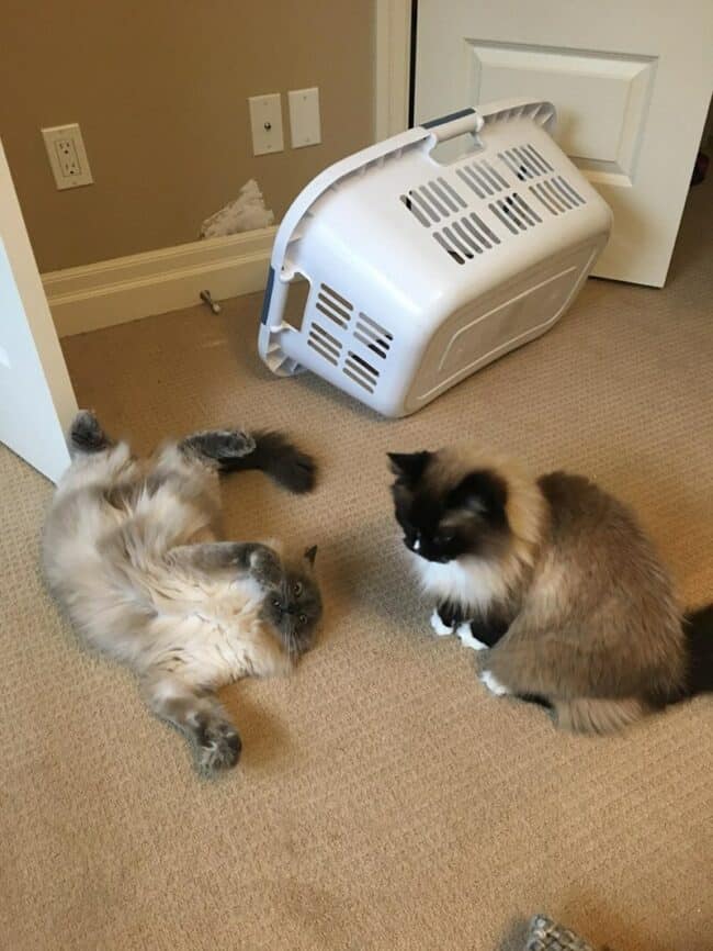 30 Derpy Cat Pictures That Are Accidentally Purrfect