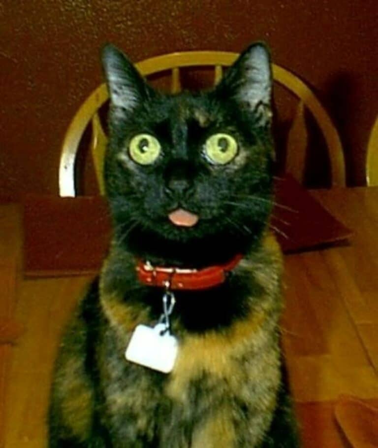 30 Derpy Cat Pictures That Are Accidentally Purrfect