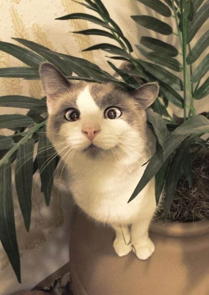 30 Derpy Cat Pictures That Are Accidentally Purrfect