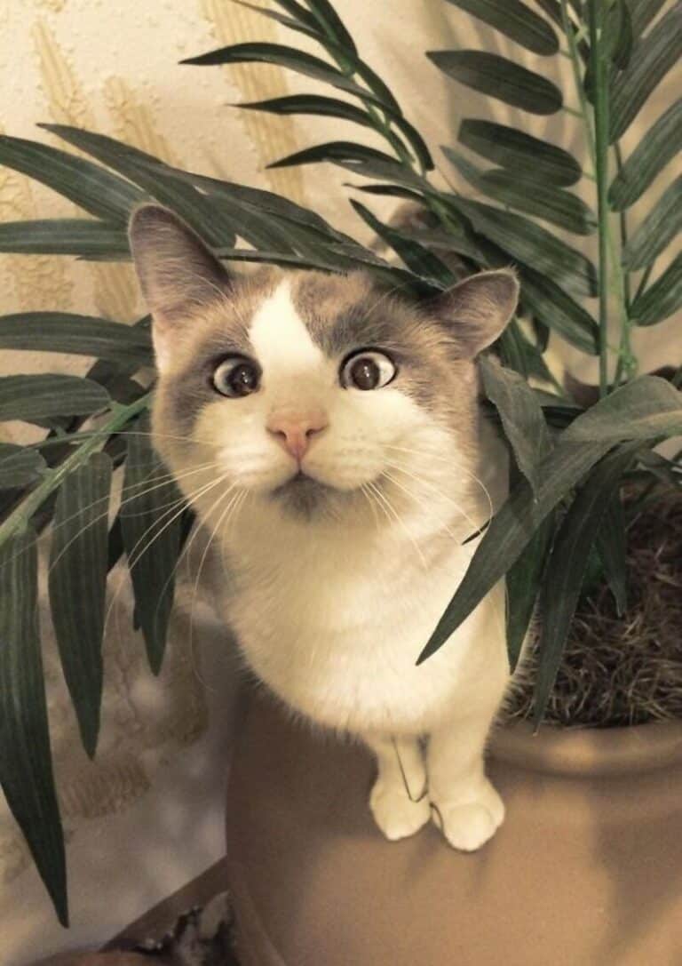 30 Derpy Cat Pictures That Are Accidentally Purrfect