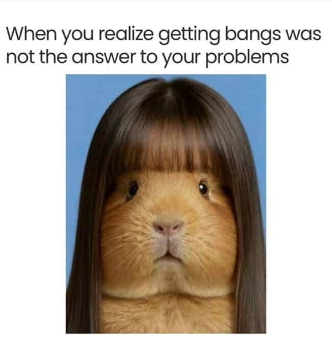 40 Animal Memes This Week That Hit The Spot (February 13, 2026)