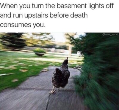 35 Animal Memes That Made This Week Funnier (February 20, 2026)