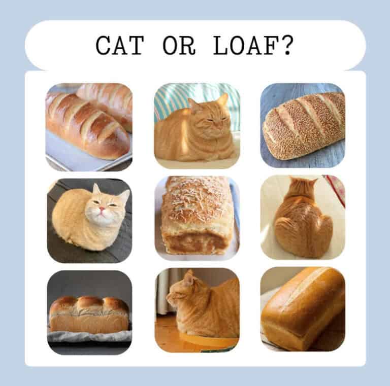 25 Cat Loaf Memes That Are Pure Bread Perfection