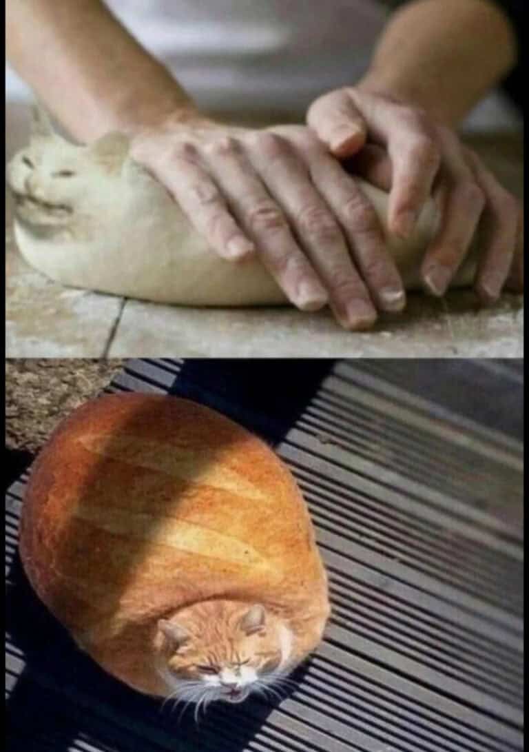 25 Cat Loaf Memes That Are Pure Bread Perfection