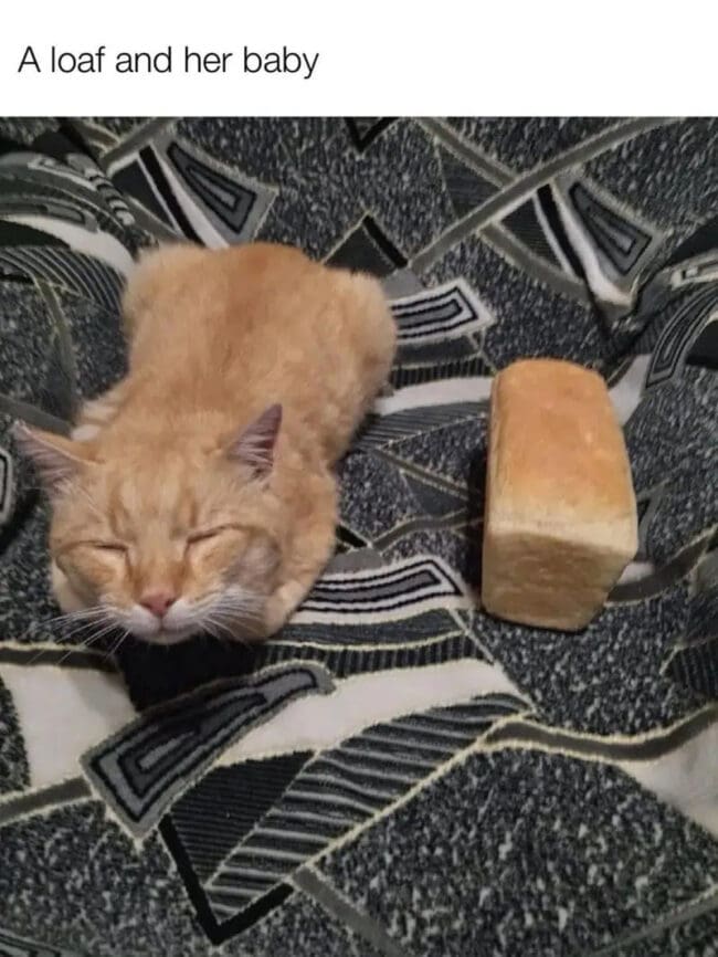 25 Cat Loaf Memes That Are Pure Bread Perfection