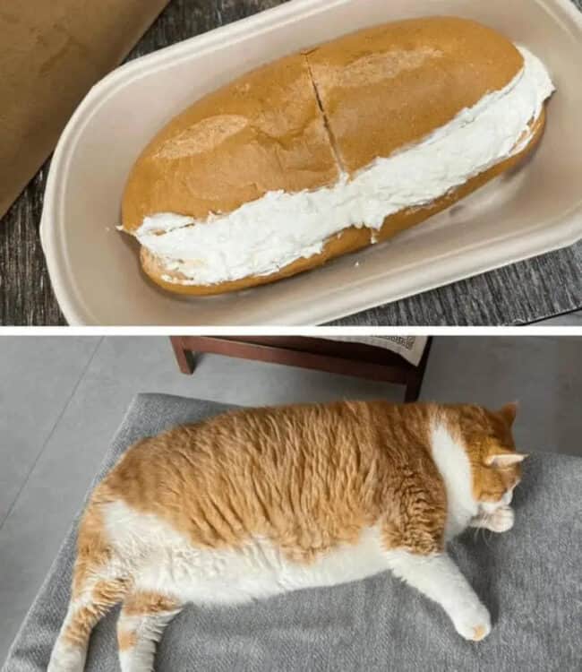 25 Cat Loaf Memes That Are Pure Bread Perfection