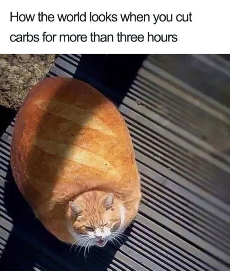 25 Cat Loaf Memes That Are Pure Bread Perfection