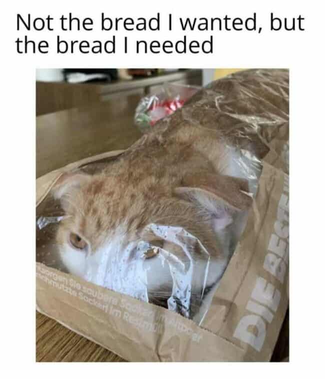 25 Cat Loaf Memes That Are Pure Bread Perfection