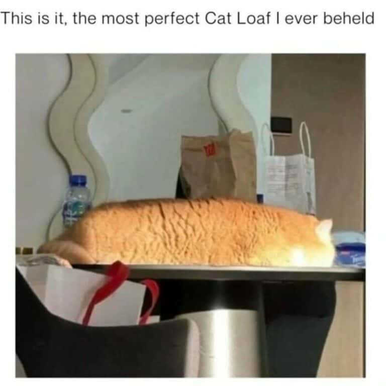 25 Cat Loaf Memes That Are Pure Bread Perfection