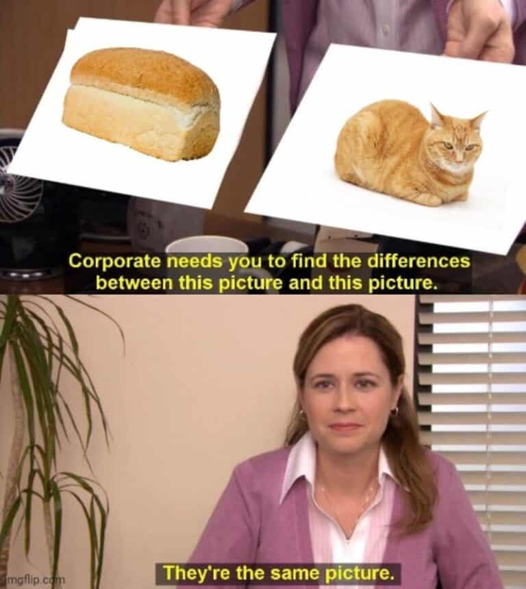25 Cat Loaf Memes That Are Pure Bread Perfection