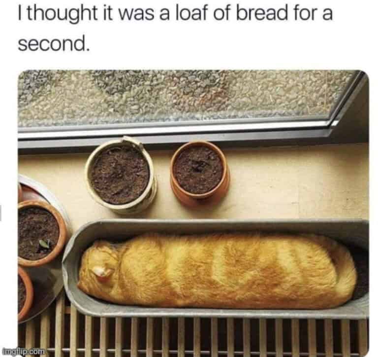 25 Cat Loaf Memes That Are Pure Bread Perfection