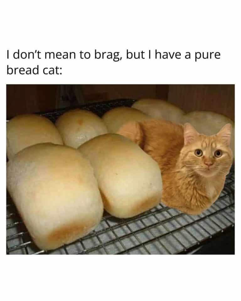25 Cat Loaf Memes That Are Pure Bread Perfection