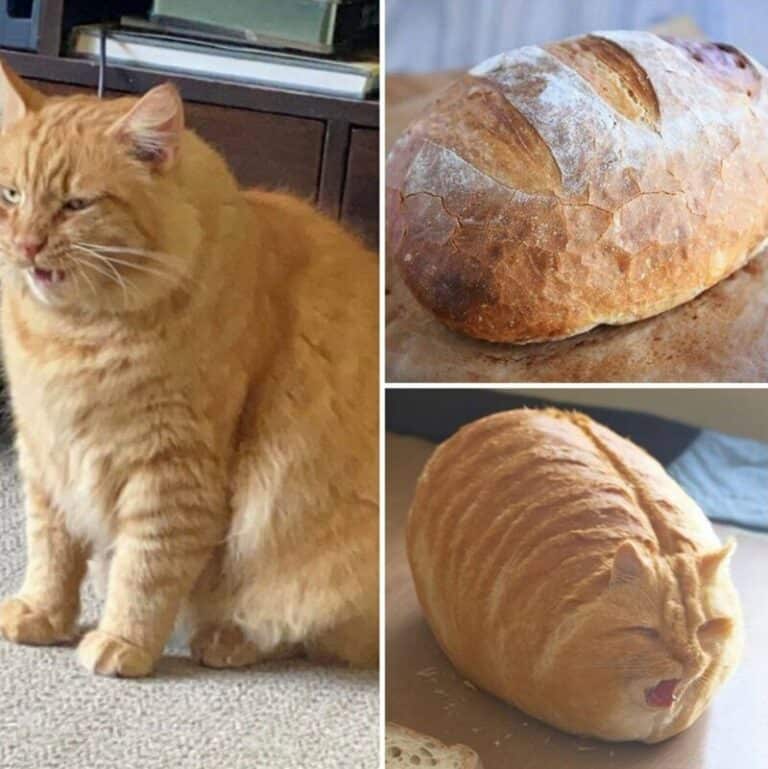 25 Cat Loaf Memes That Are Pure Bread Perfection