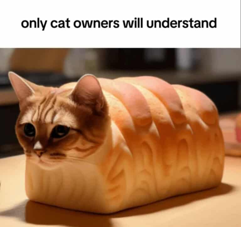 25 Cat Loaf Memes That Are Pure Bread Perfection