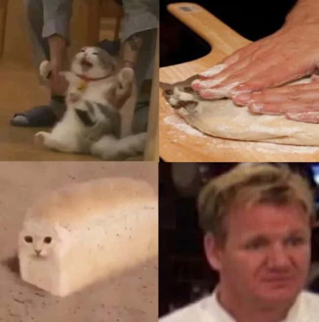 25 Cat Loaf Memes That Are Pure Bread Perfection